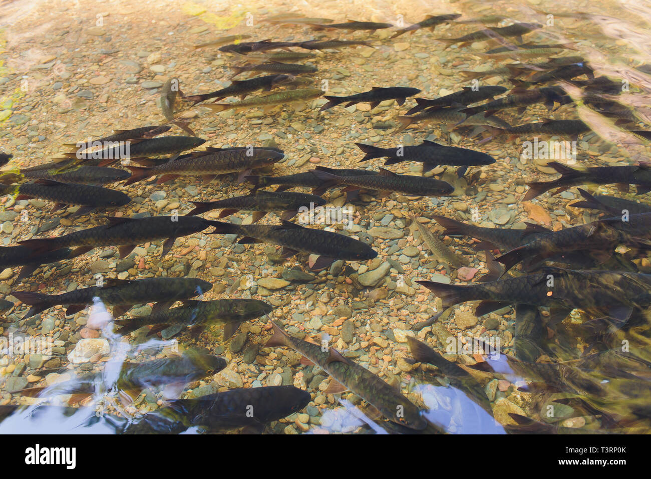 Antimony fish hi-res stock photography and images - Alamy