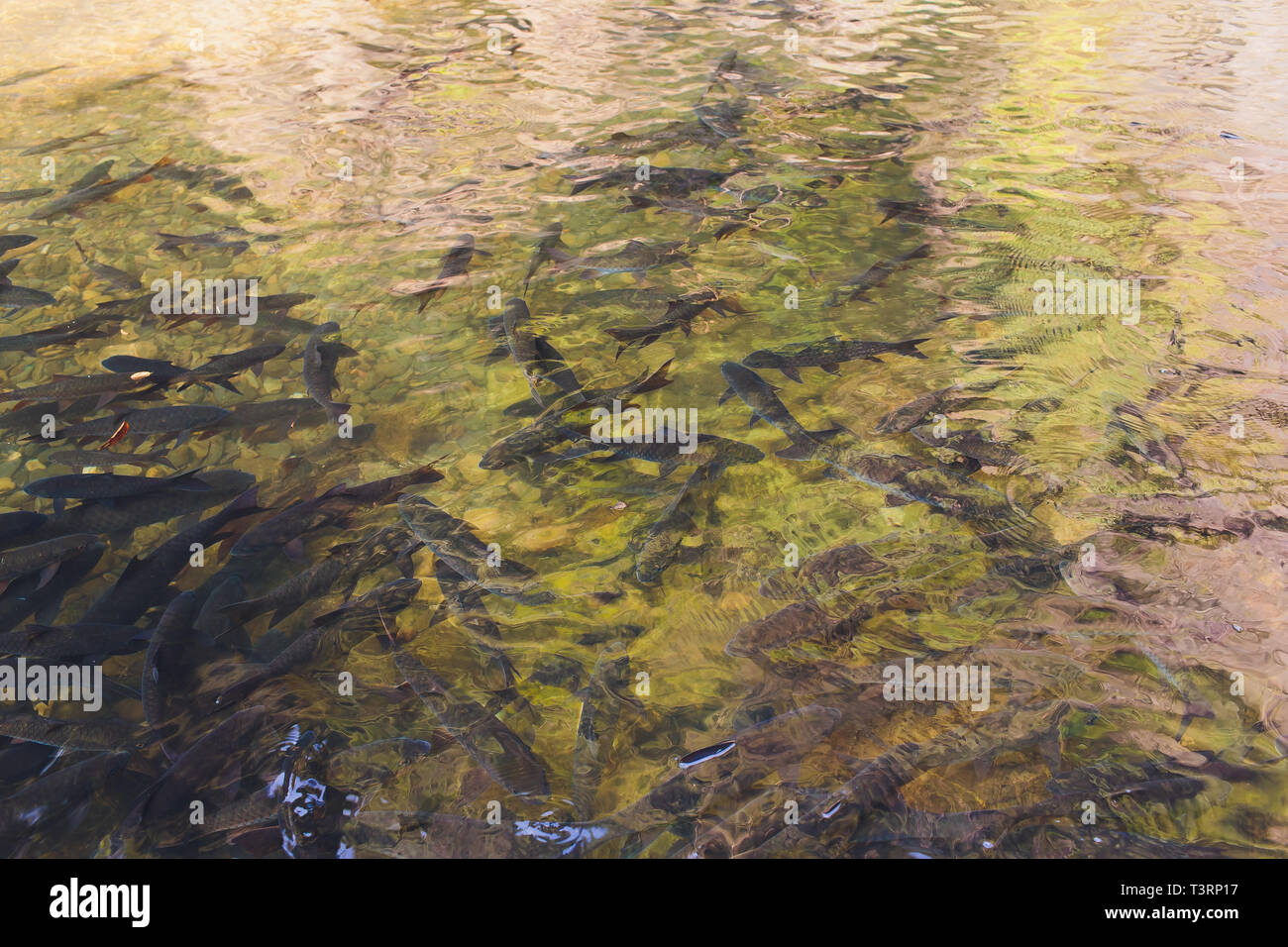 Antimony fish hi-res stock photography and images - Alamy