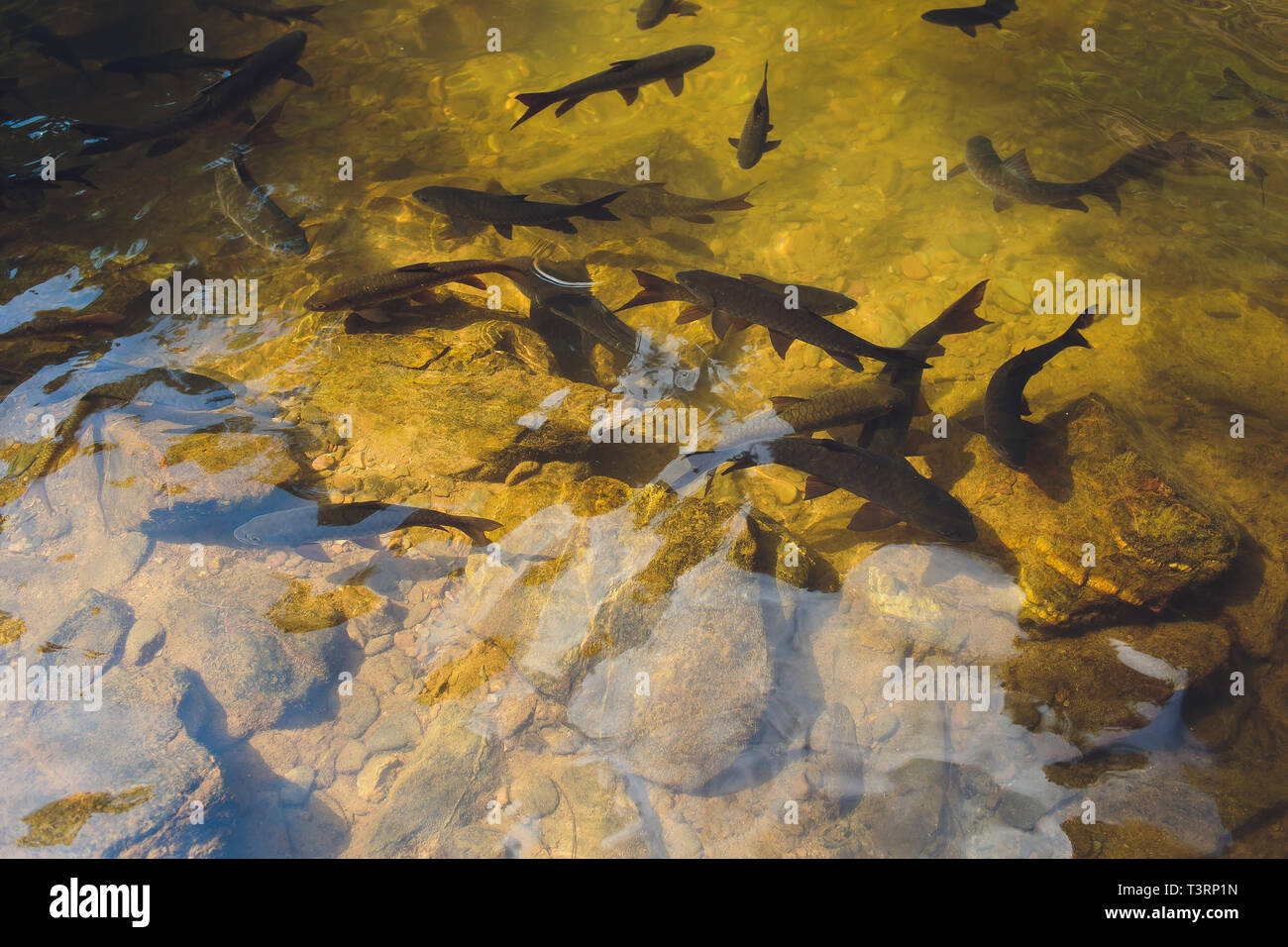 Antimony fish hi-res stock photography and images - Alamy