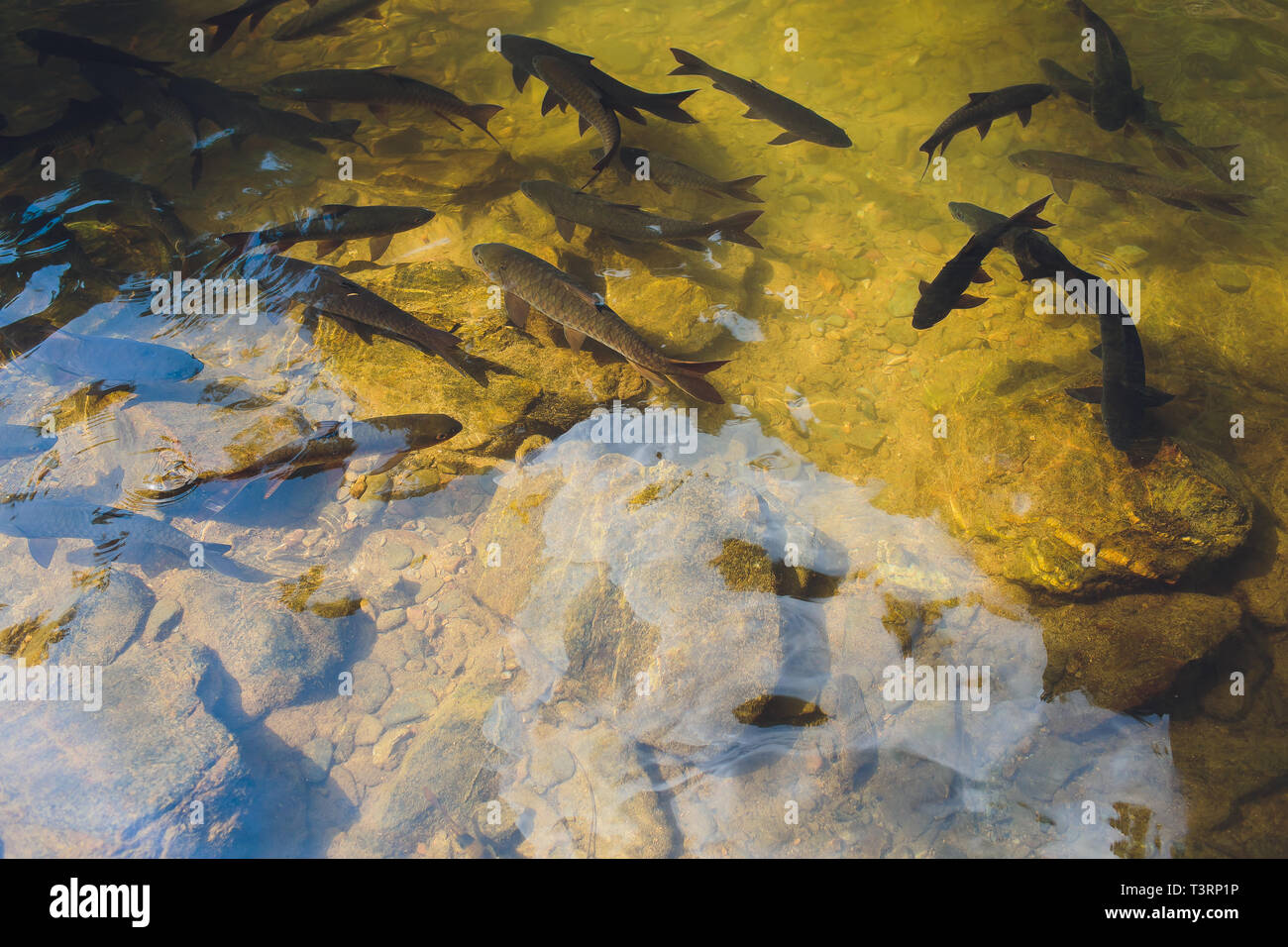 Antimony fish hi-res stock photography and images - Alamy