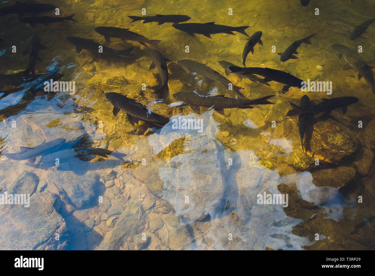 Antimony fish hi-res stock photography and images - Alamy