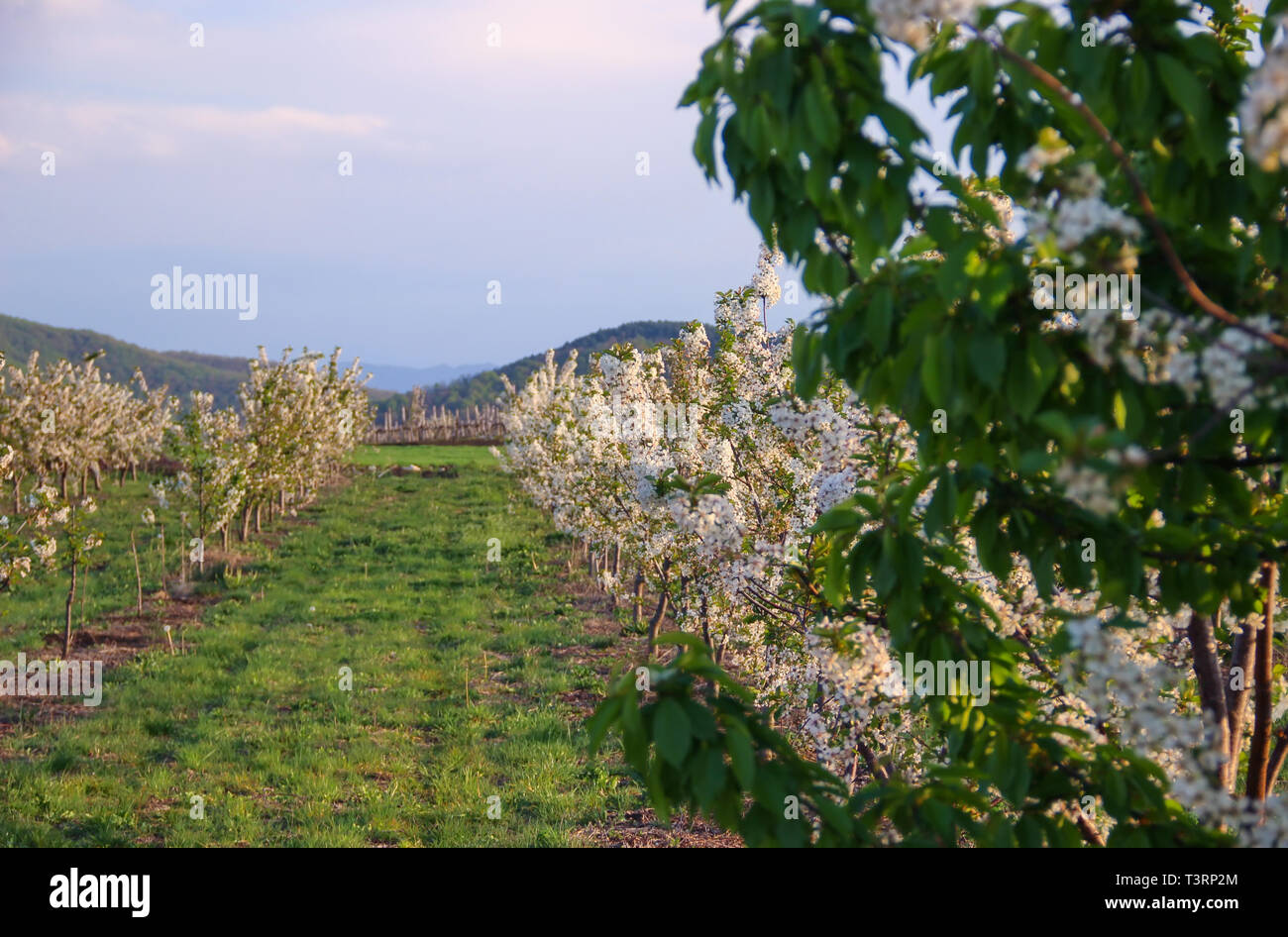 Spring cherry blossom Stock Photo - Alamy