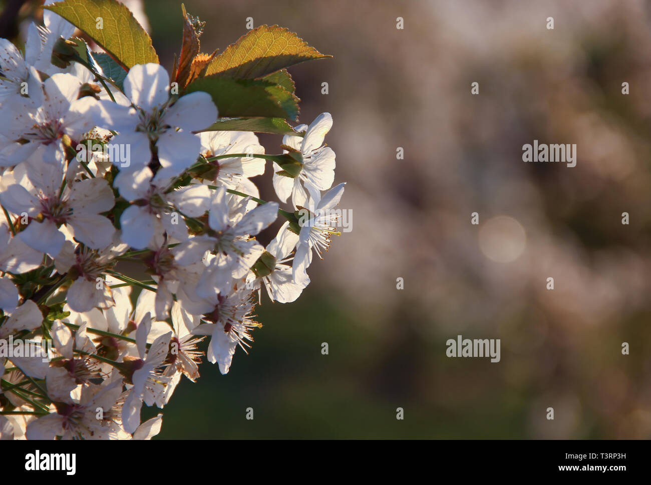 Spring cherry blossom Stock Photo - Alamy