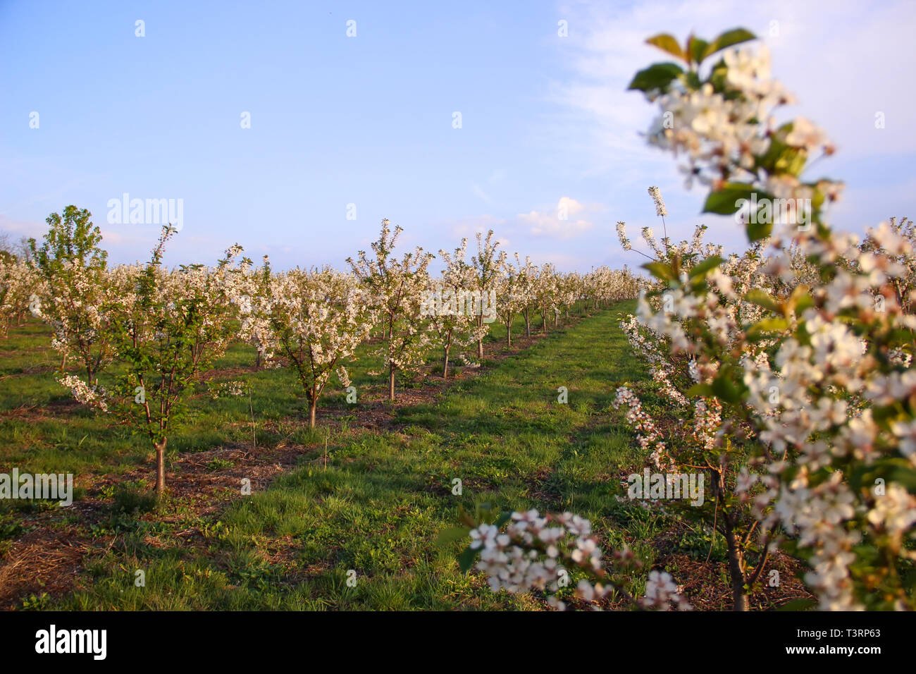 Spring cherry blossom Stock Photo - Alamy
