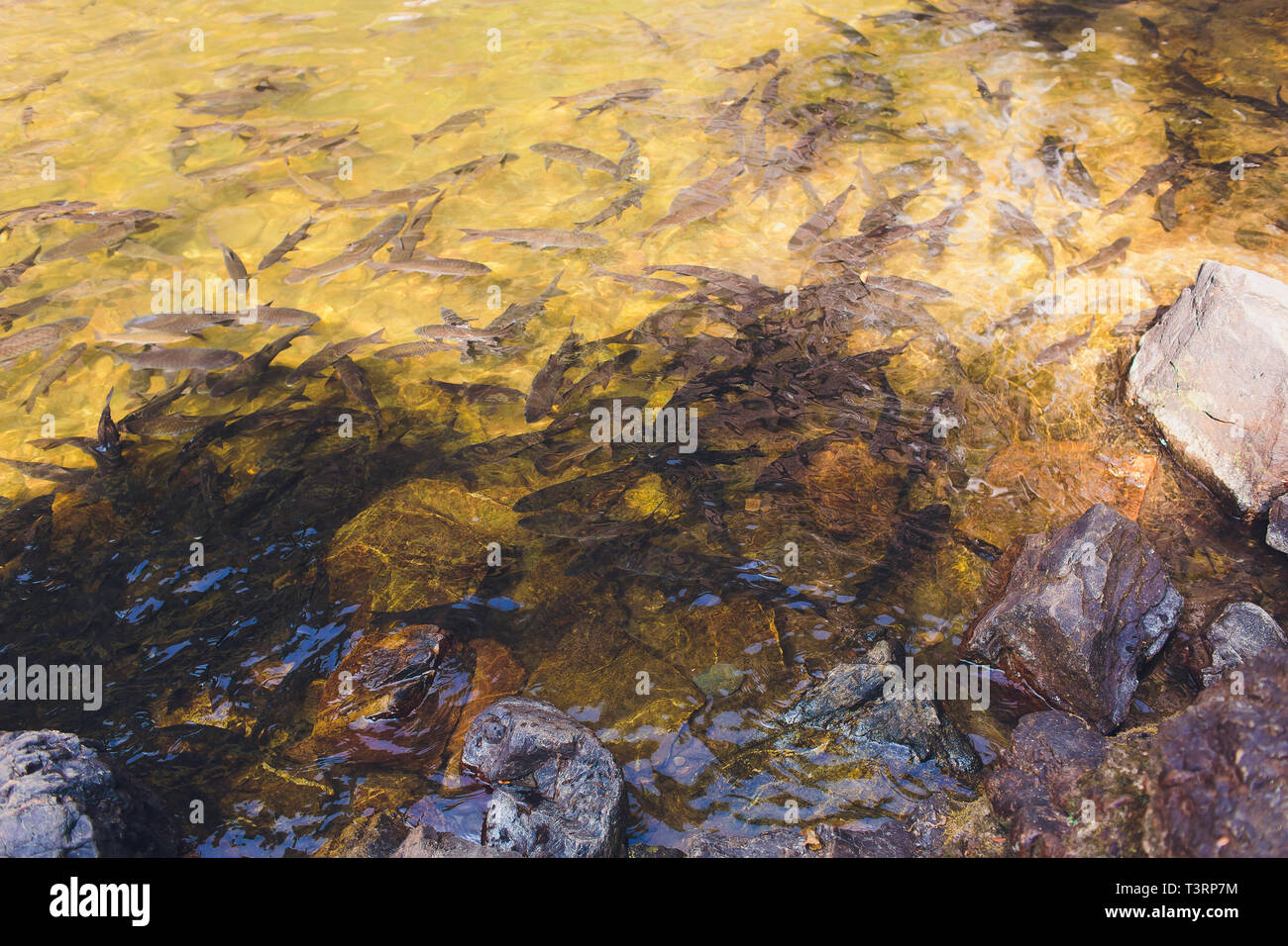 Antimony fish Fish are nibbling in waterfall Stock Photo - Alamy