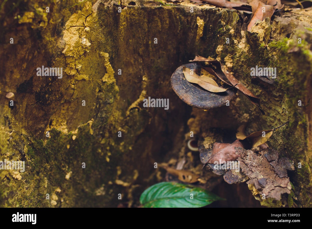 Bamboo forest. Jungle background in Thailand. Asia Stock Photo - Alamy