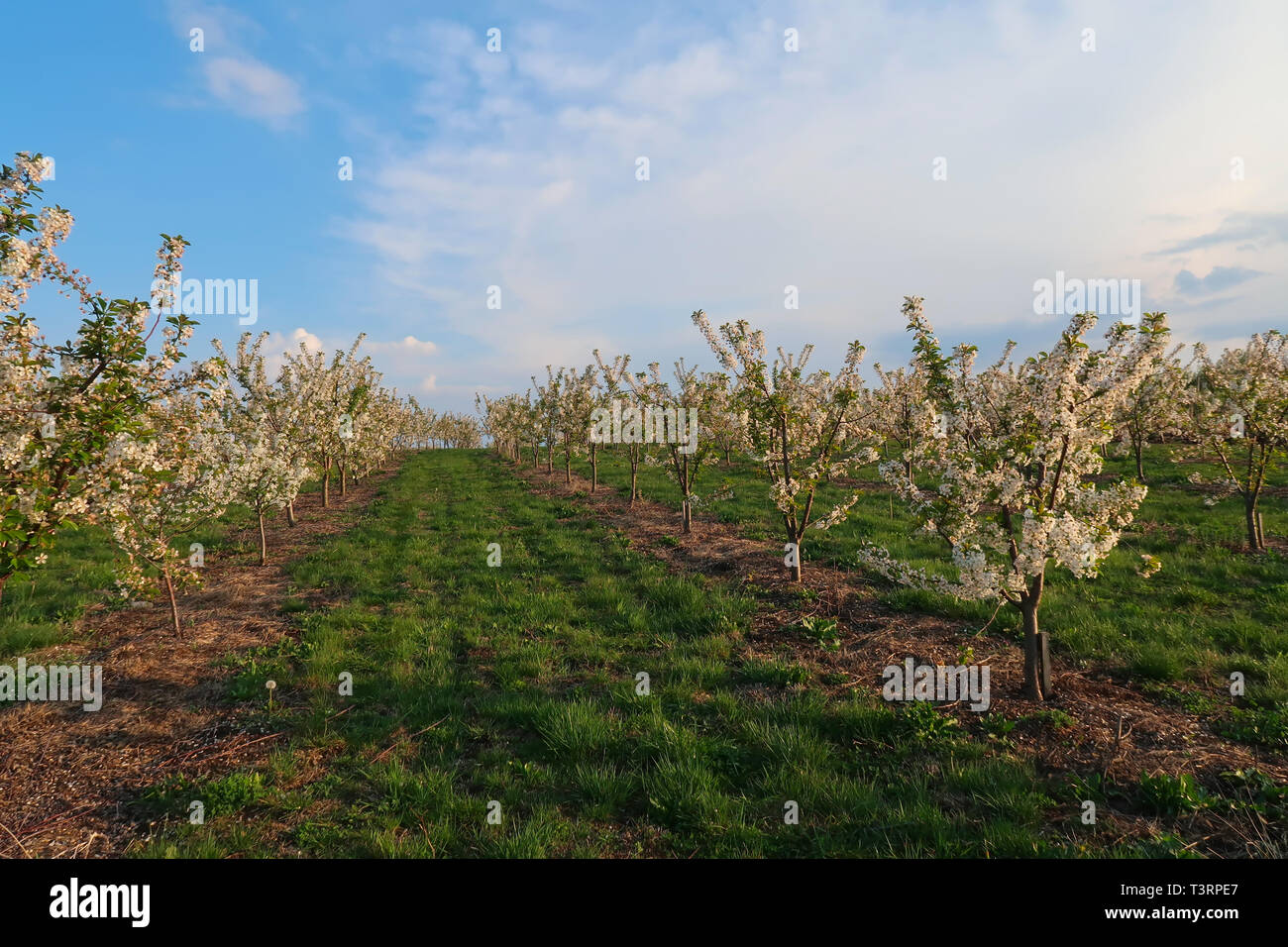 Spring cherry blossom Stock Photo - Alamy