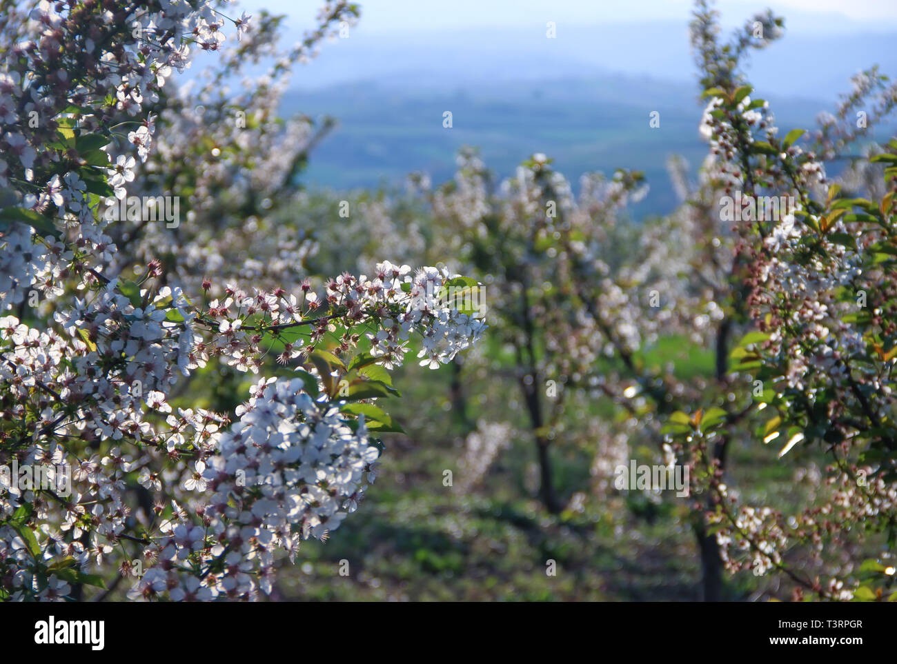 Spring cherry blossom Stock Photo - Alamy