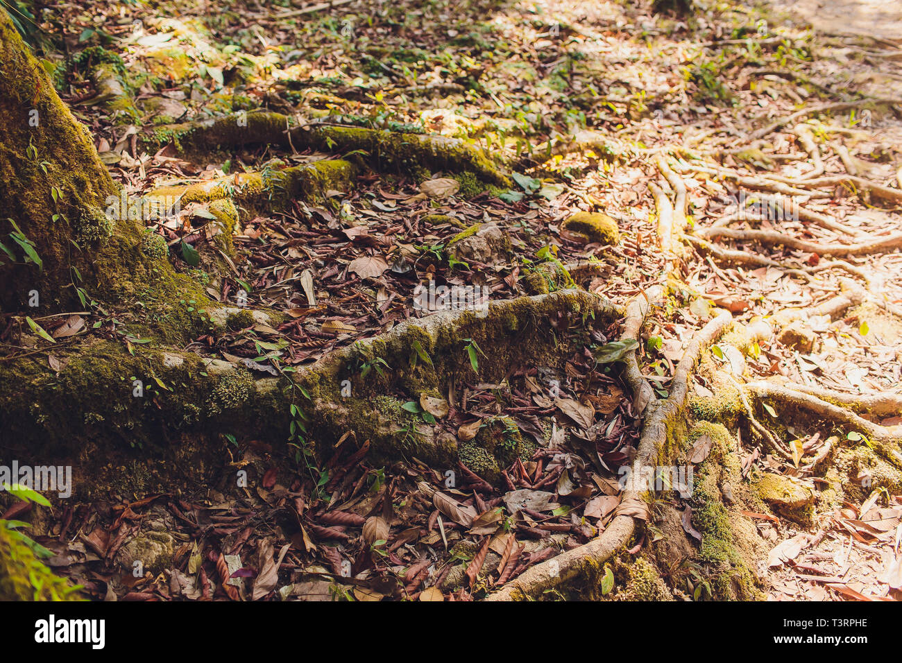 Bamboo forest. Jungle background in Thailand. Asia Stock Photo - Alamy