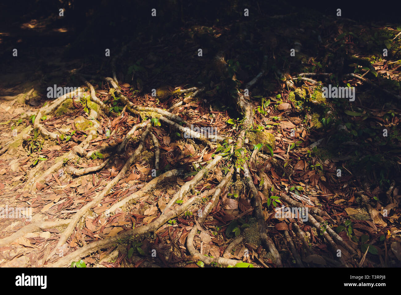 Bamboo forest. Jungle background in Thailand. Asia Stock Photo - Alamy