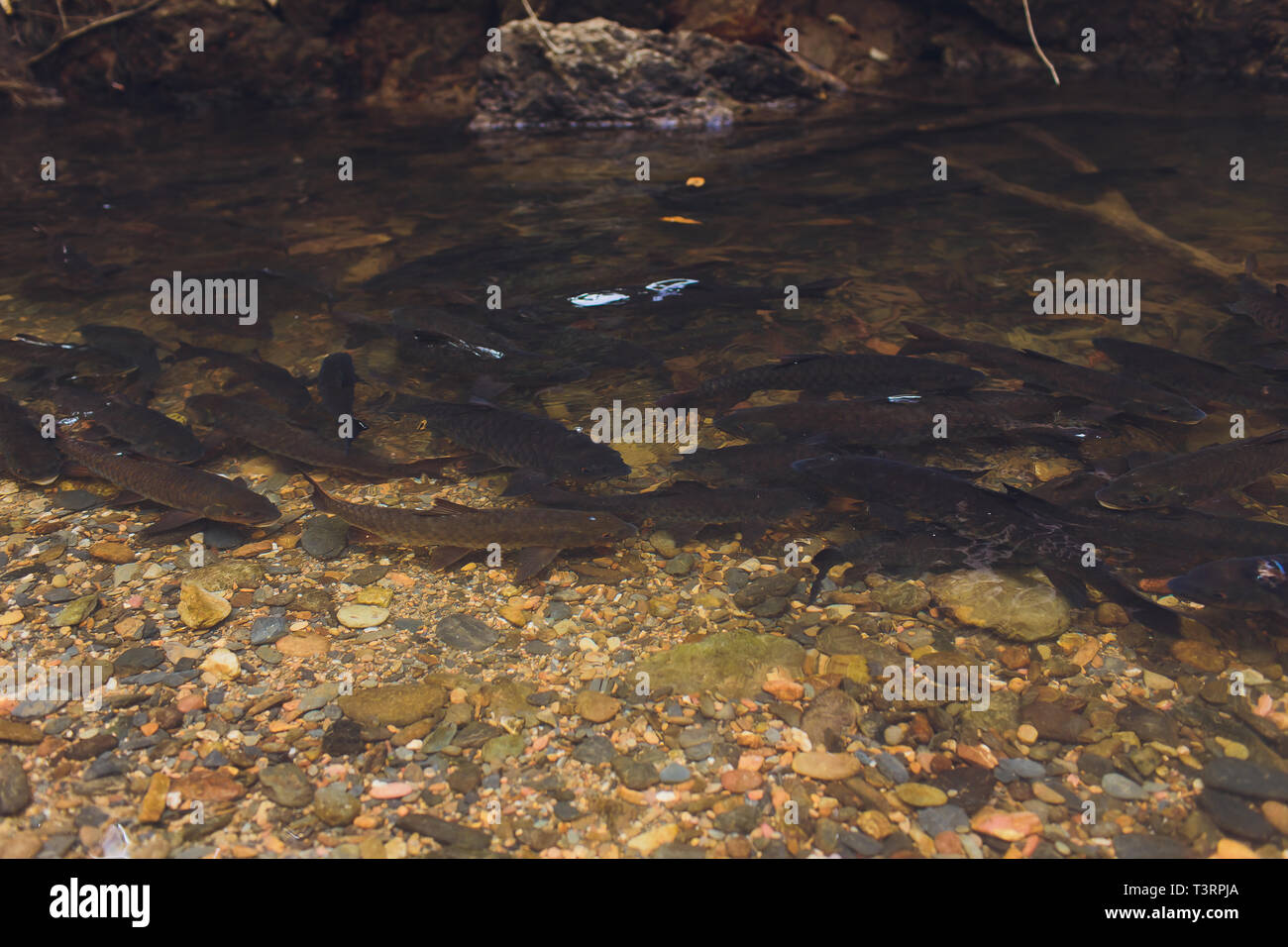 Antimony fish hi-res stock photography and images - Alamy