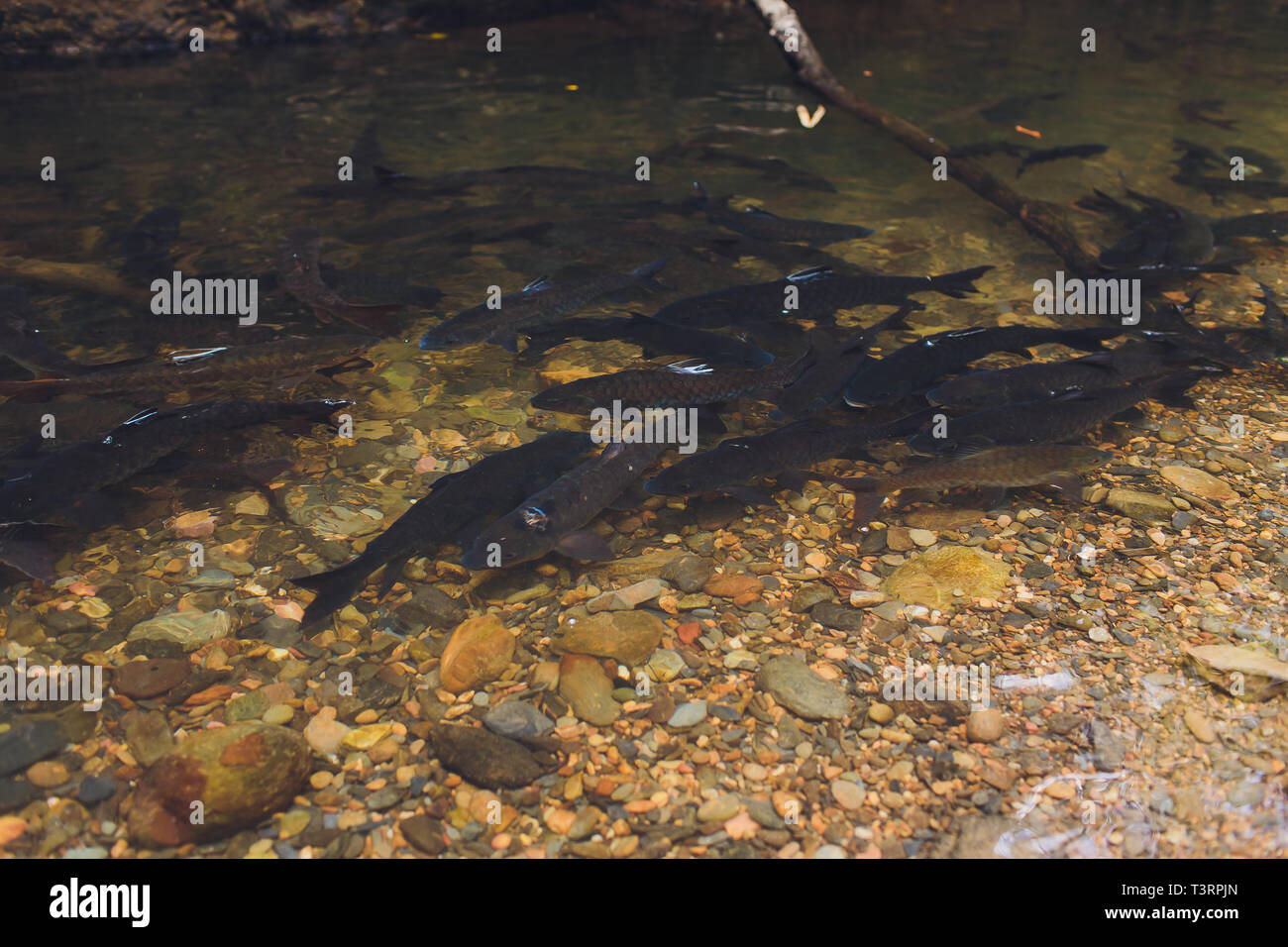 Antimony fish Fish are nibbling in waterfall Stock Photo - Alamy