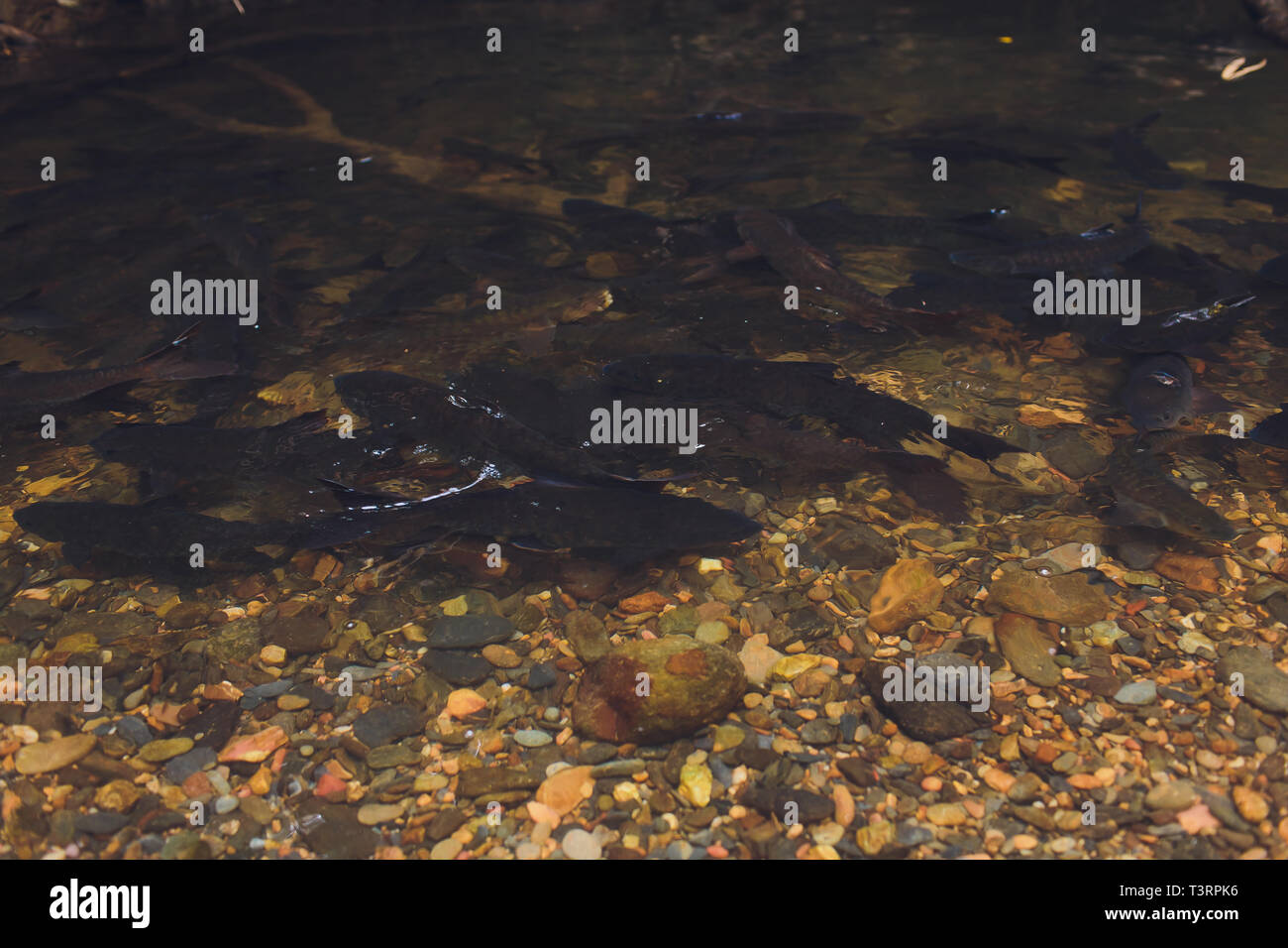 Antimony Fish High Resolution Stock Photography and Images - Alamy