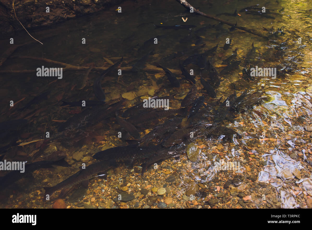 Antimony fish Fish are nibbling in waterfall Stock Photo - Alamy