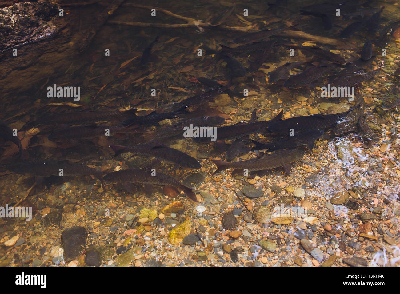 Antimony fish Fish are nibbling in waterfall Stock Photo - Alamy