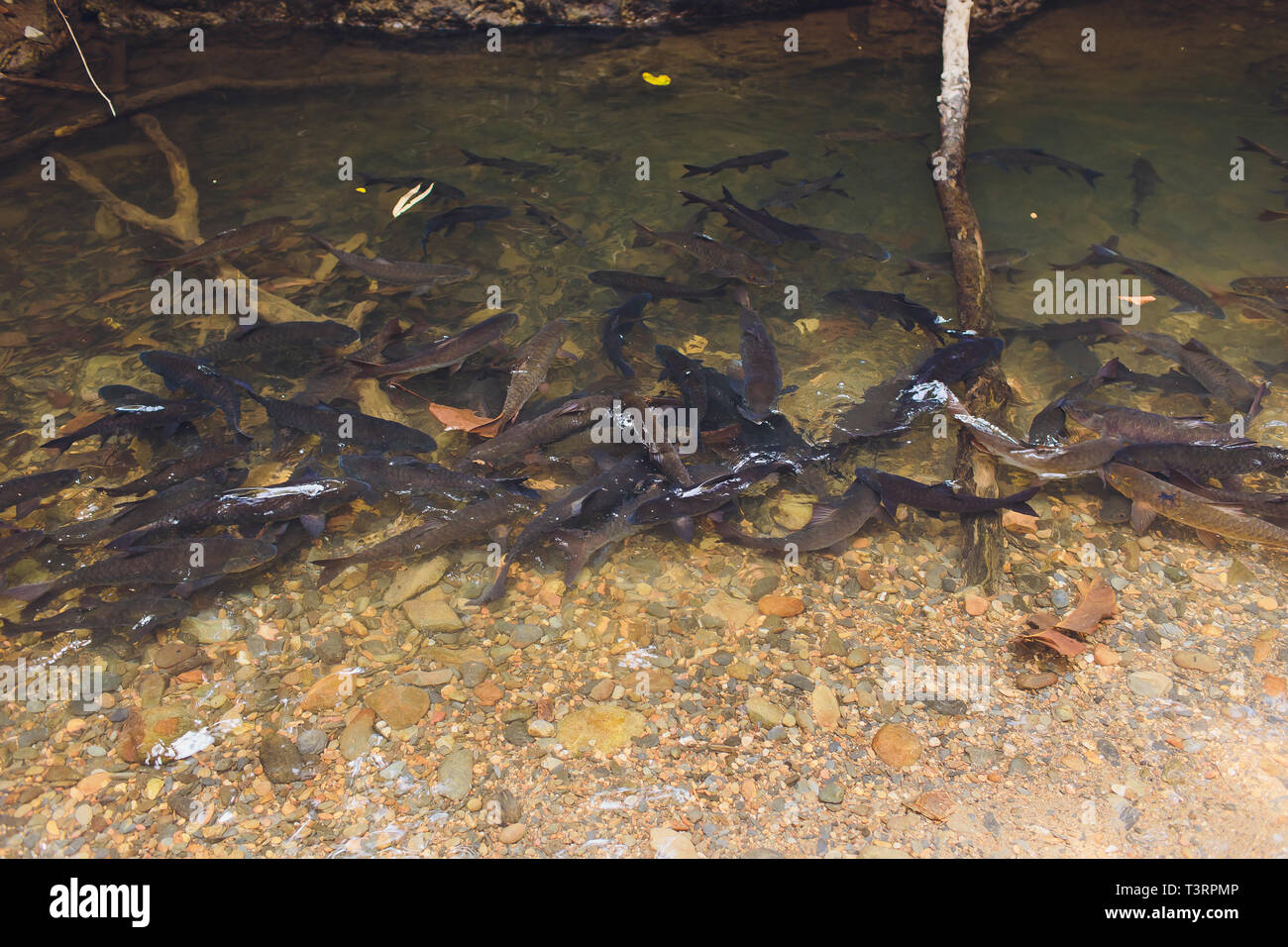 Antimony fish hi-res stock photography and images - Alamy