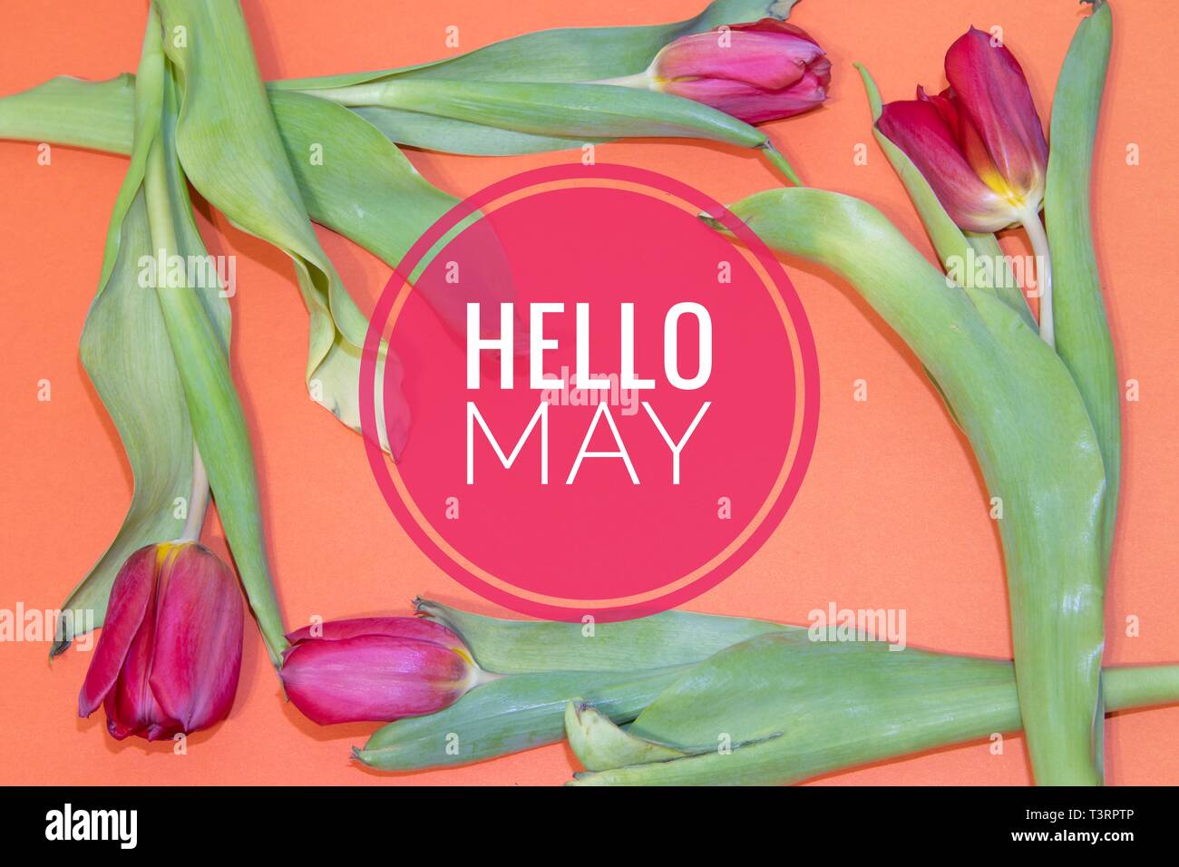 Banner hello may. Welcome picture. New month. Warm month. the month of ...