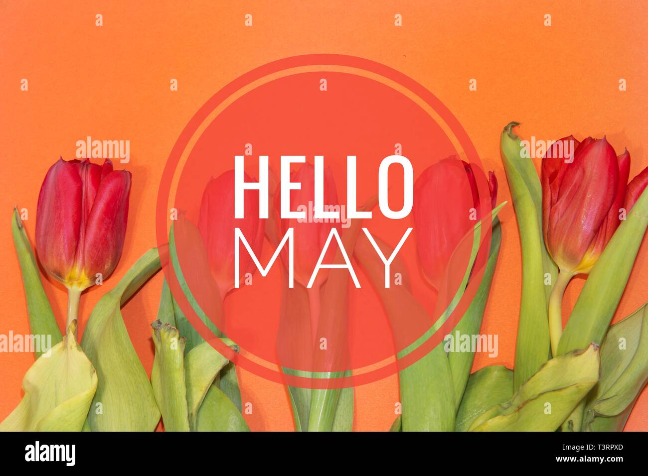 Banner hello may. Welcome picture. New month. Warm month. the month of ...