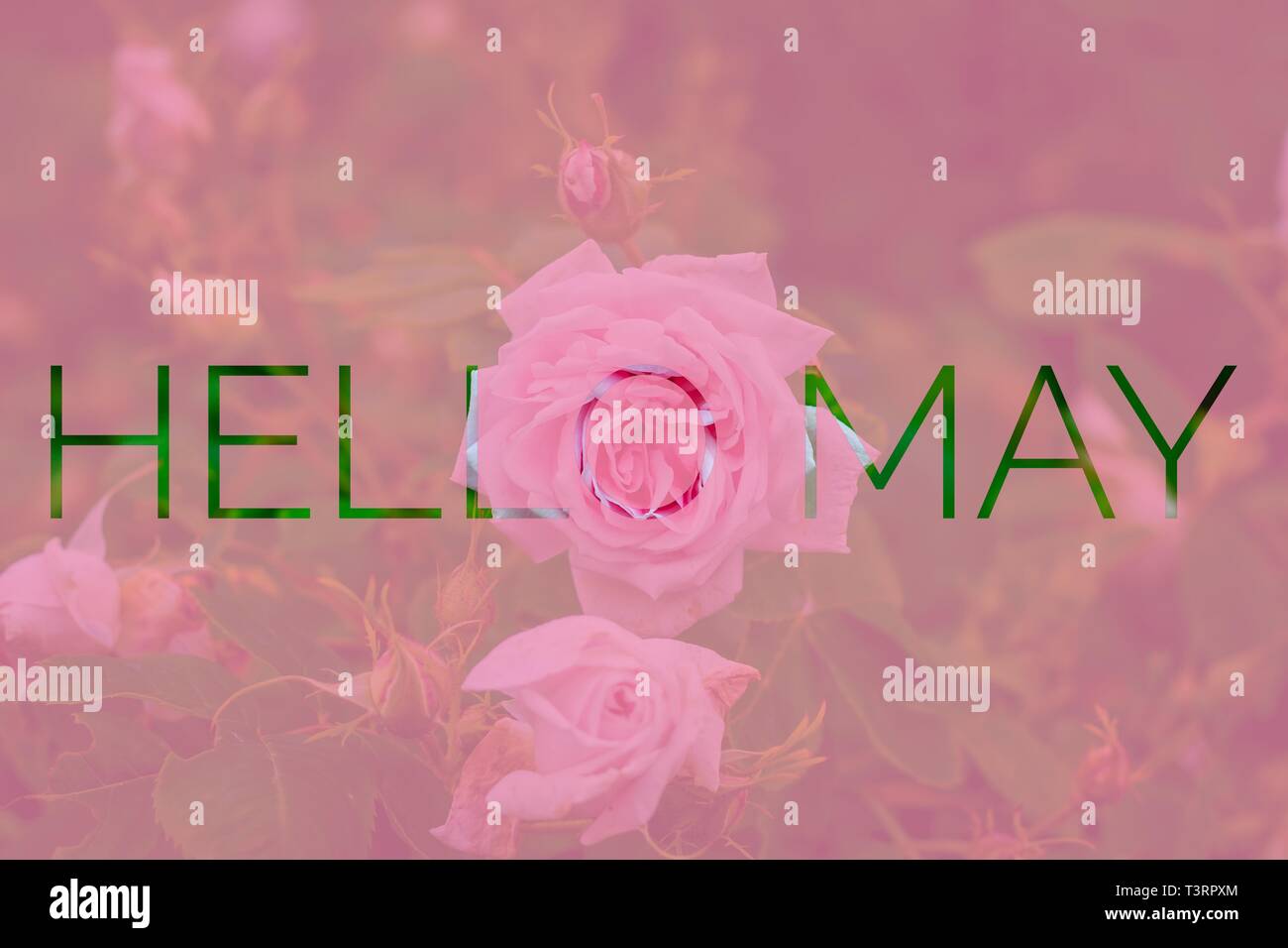 Banner hello may. Welcome picture. New month. Warm month. the month of ...