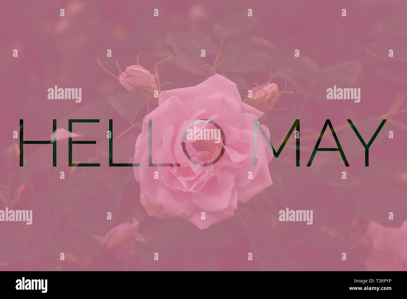 Banner hello may. Welcome picture. New month. Warm month. the month of ...