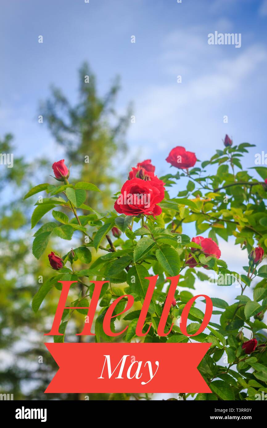 Banner hello may. Welcome picture. New month. Warm month. the month of ...