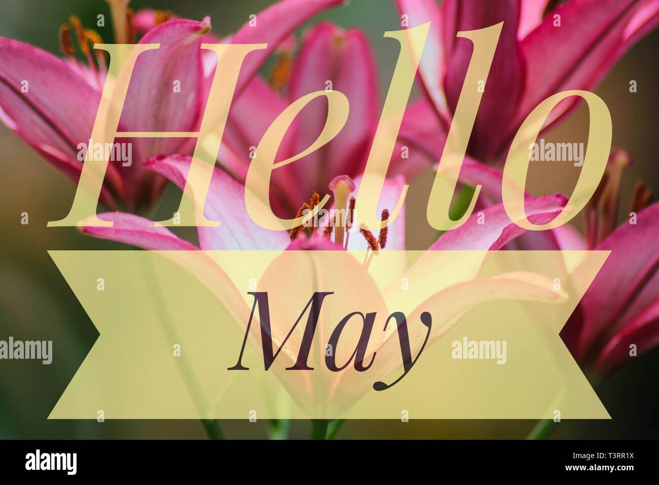 Banner hello may. Welcome picture. New month. Warm month. the month of ...
