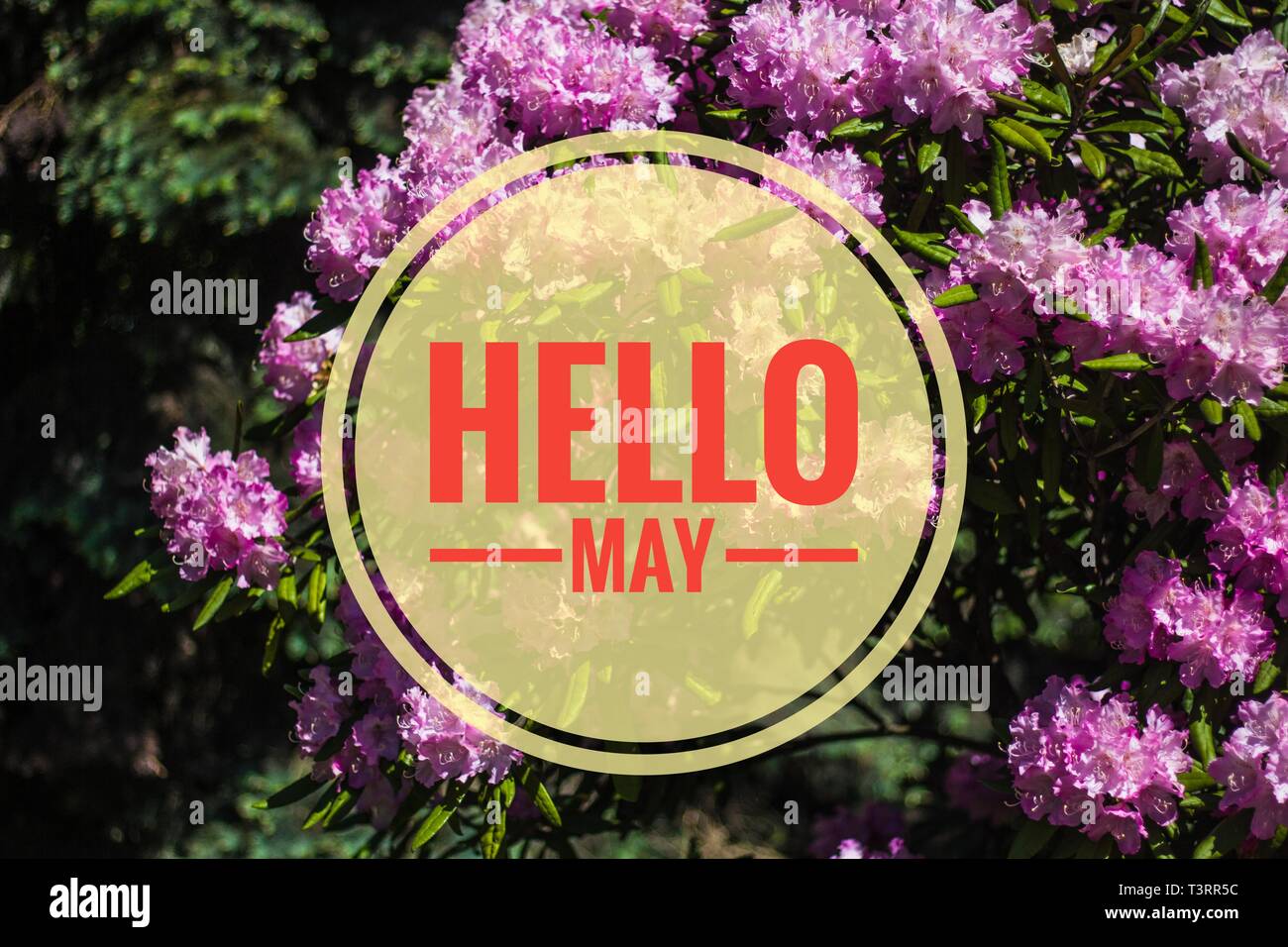 Banner hello may. Welcome picture. New month. Warm month. the month of ...