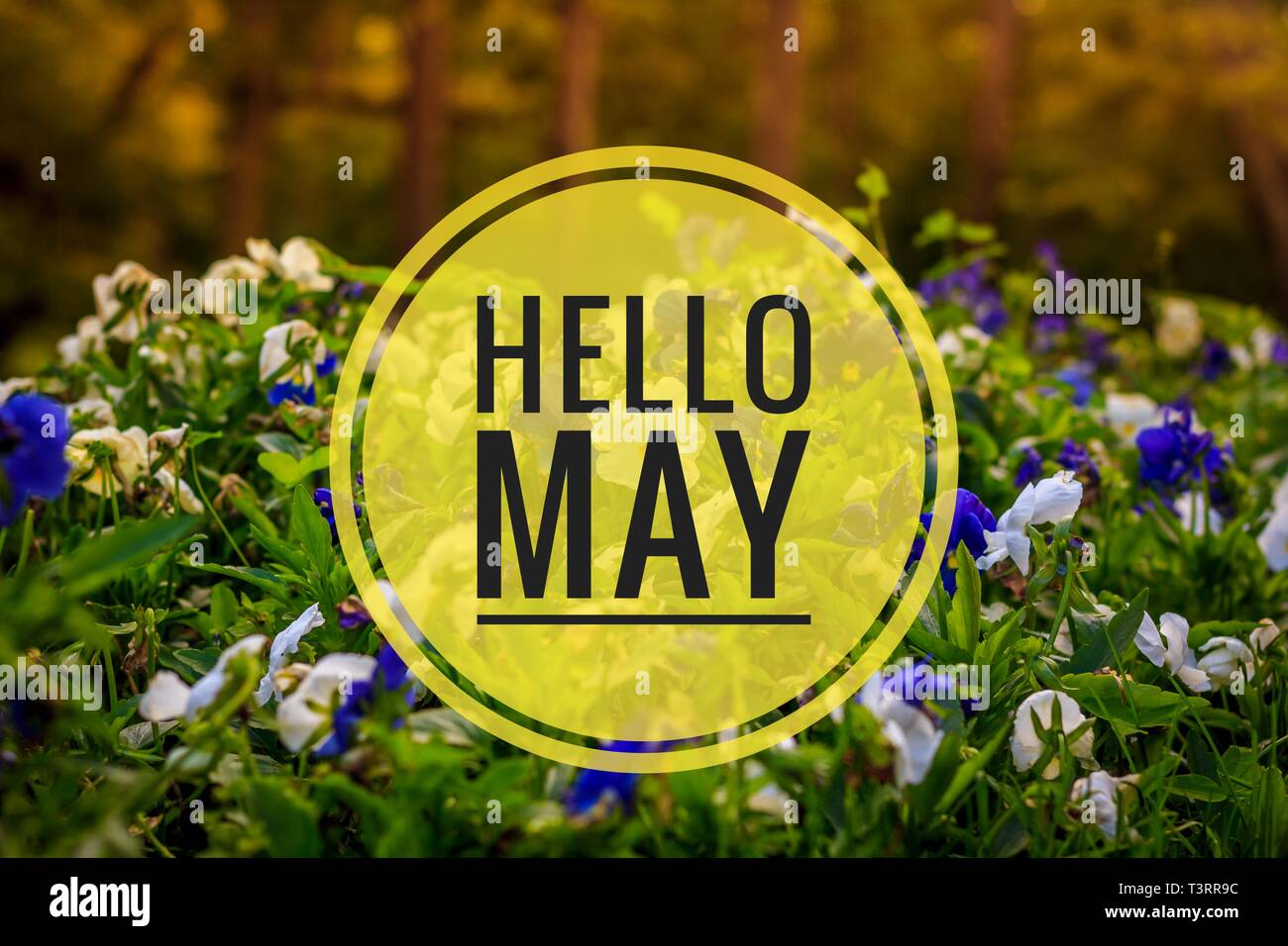 Banner hello may. Welcome picture. New month. Warm month. the month of ...