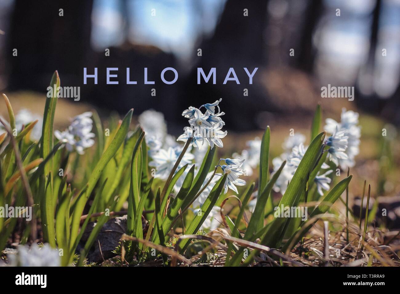 Banner hello may. Welcome picture. New month. Warm month. the month of ...