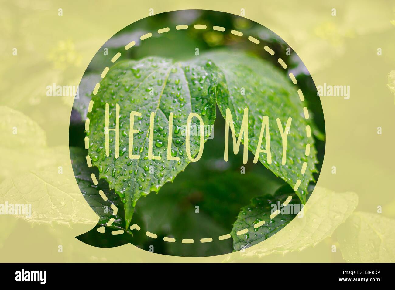 Banner hello may. Welcome picture. New month. Warm month. the month of ...