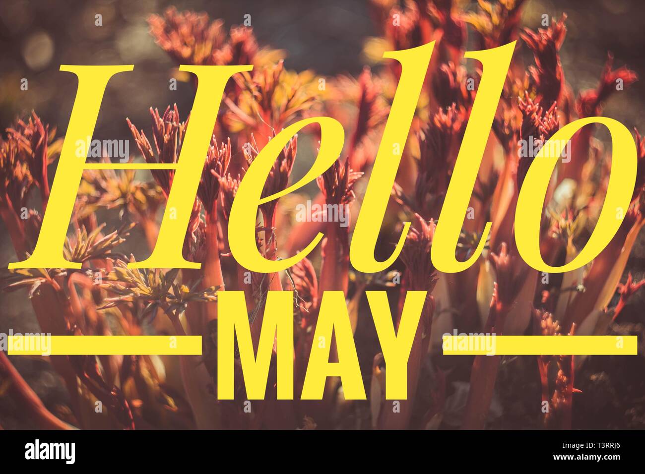 Banner hello may. Welcome picture. New month. Warm month. the month of ...
