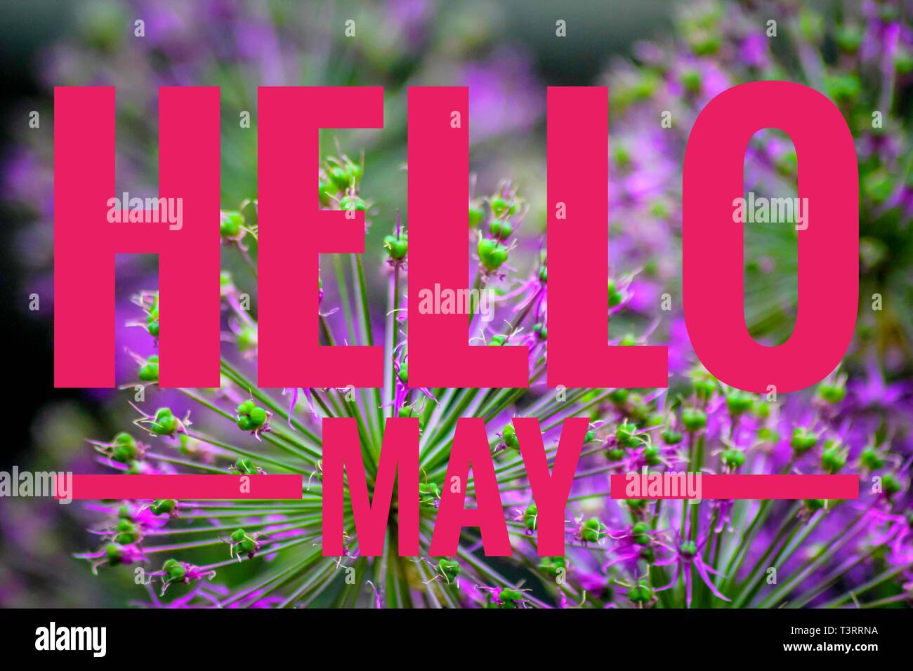 Banner hello may. Welcome picture. New month. Warm month. the month of ...