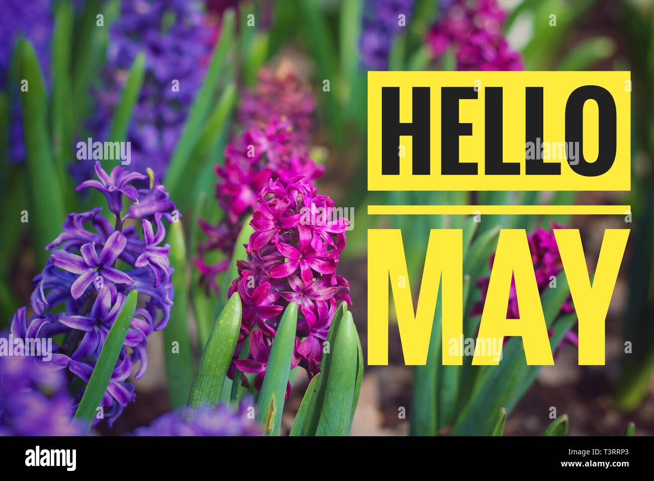 Banner hello may. Welcome picture. New month. Warm month. the month of ...