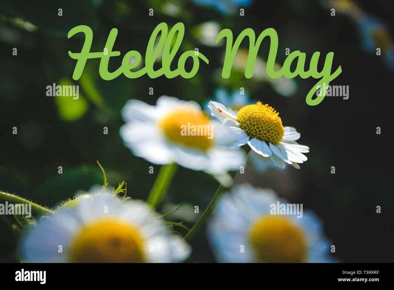 Banner hello may. Welcome picture. New month. Warm month. the month of ...