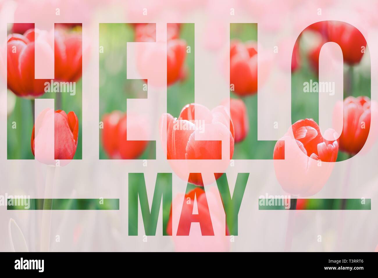 Banner hello may. Welcome picture. New month. Warm month. the month of ...