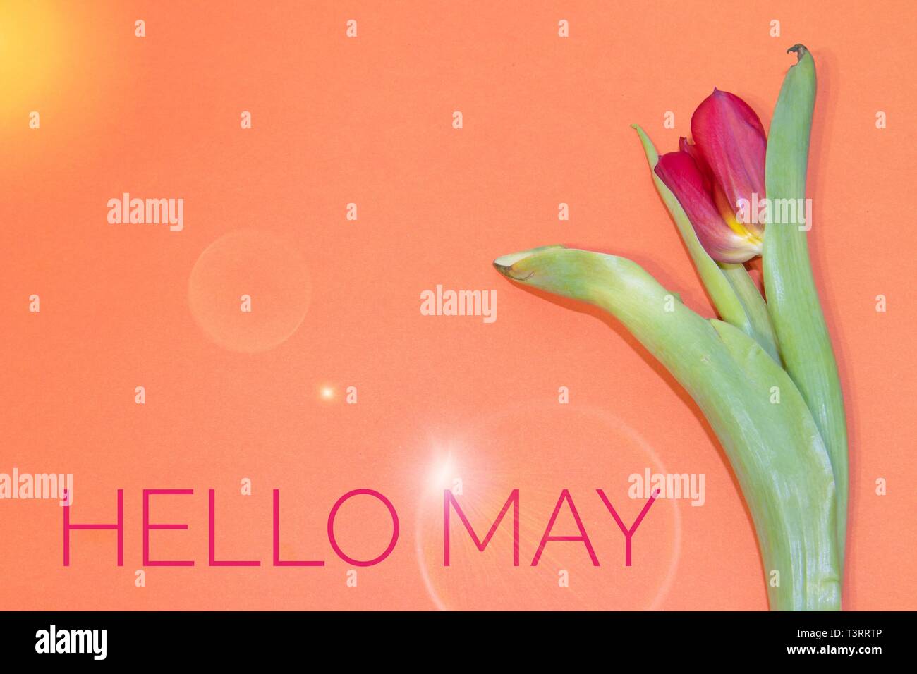 Banner hello may. Welcome picture. New month. Warm month. the month of ...