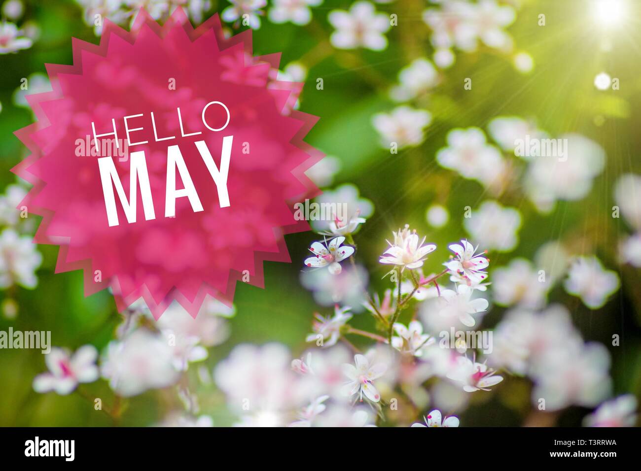 Banner hello may. Welcome picture. New month. Warm month. the month of ...