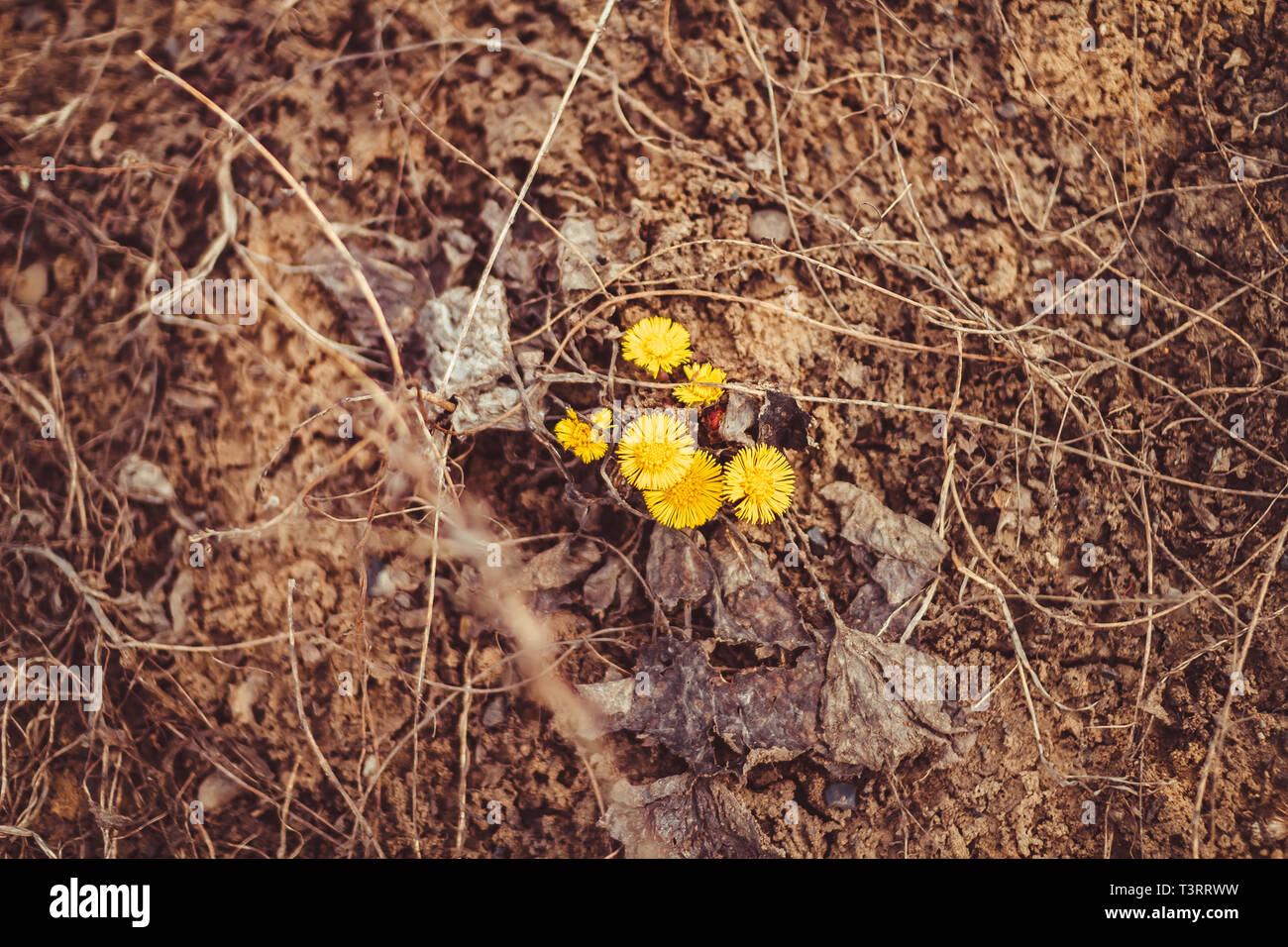 the texture of an orange clay with cracks background Stock Photo - Alamy
