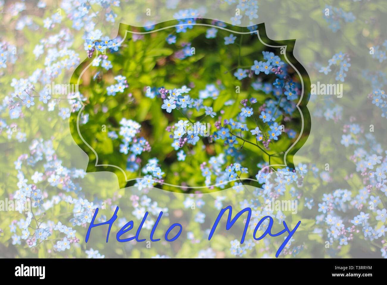 Banner hello may. Welcome picture. New month. Warm month. the month of ...