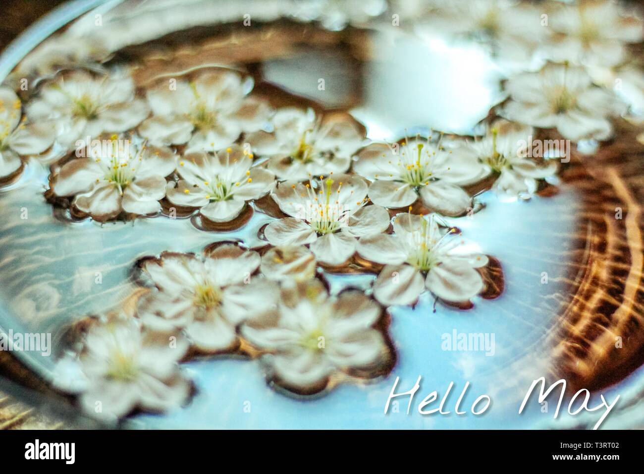 Banner hello may. Welcome picture. New month. Warm month. the month of ...