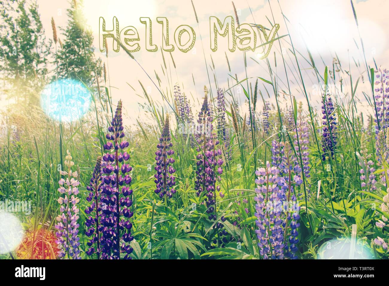 Banner hello may. Welcome picture. New month. Warm month. the month of ...