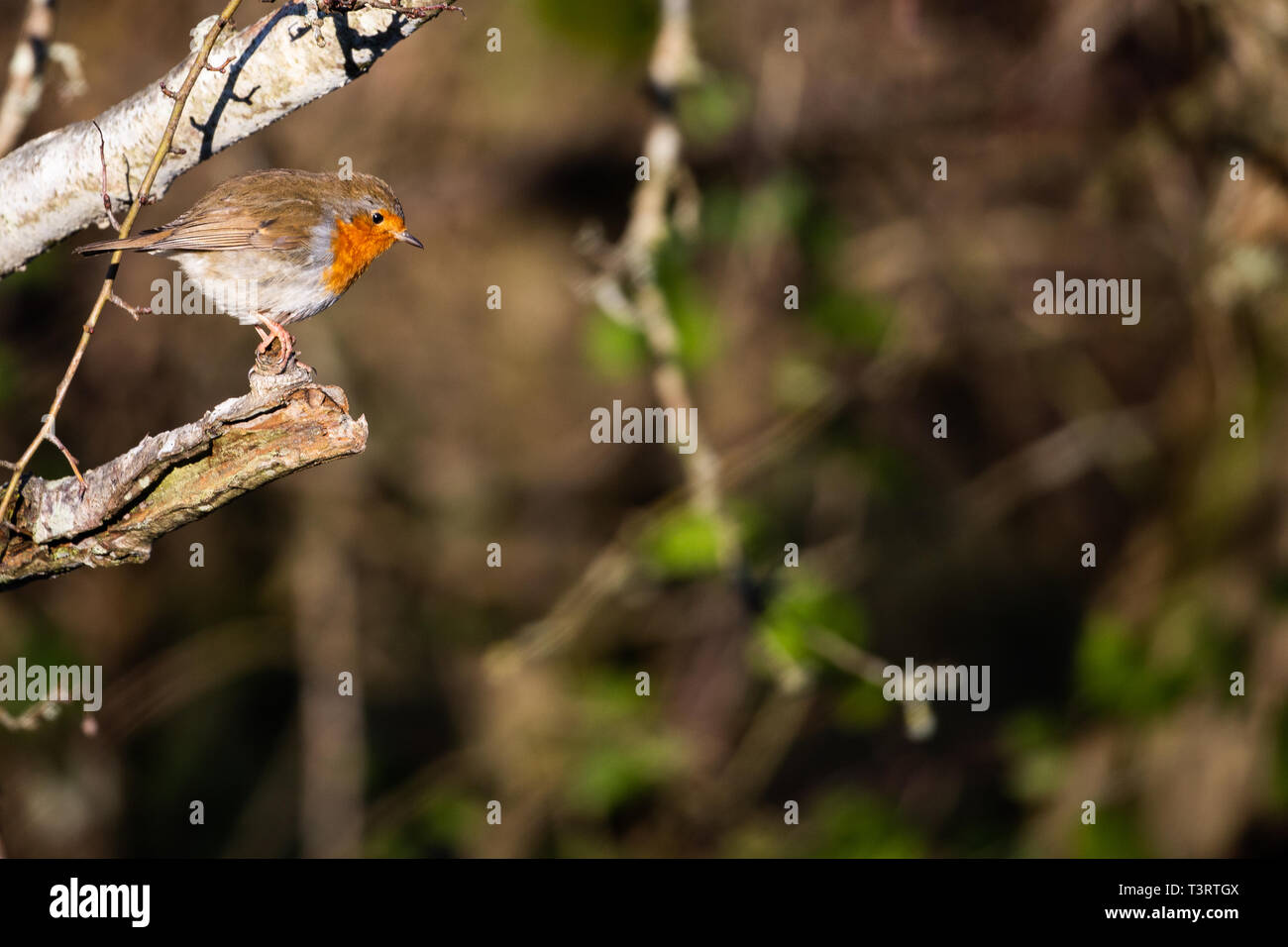 European Robin, Erithacus rubecula, sitting in the water, bird in the ...
