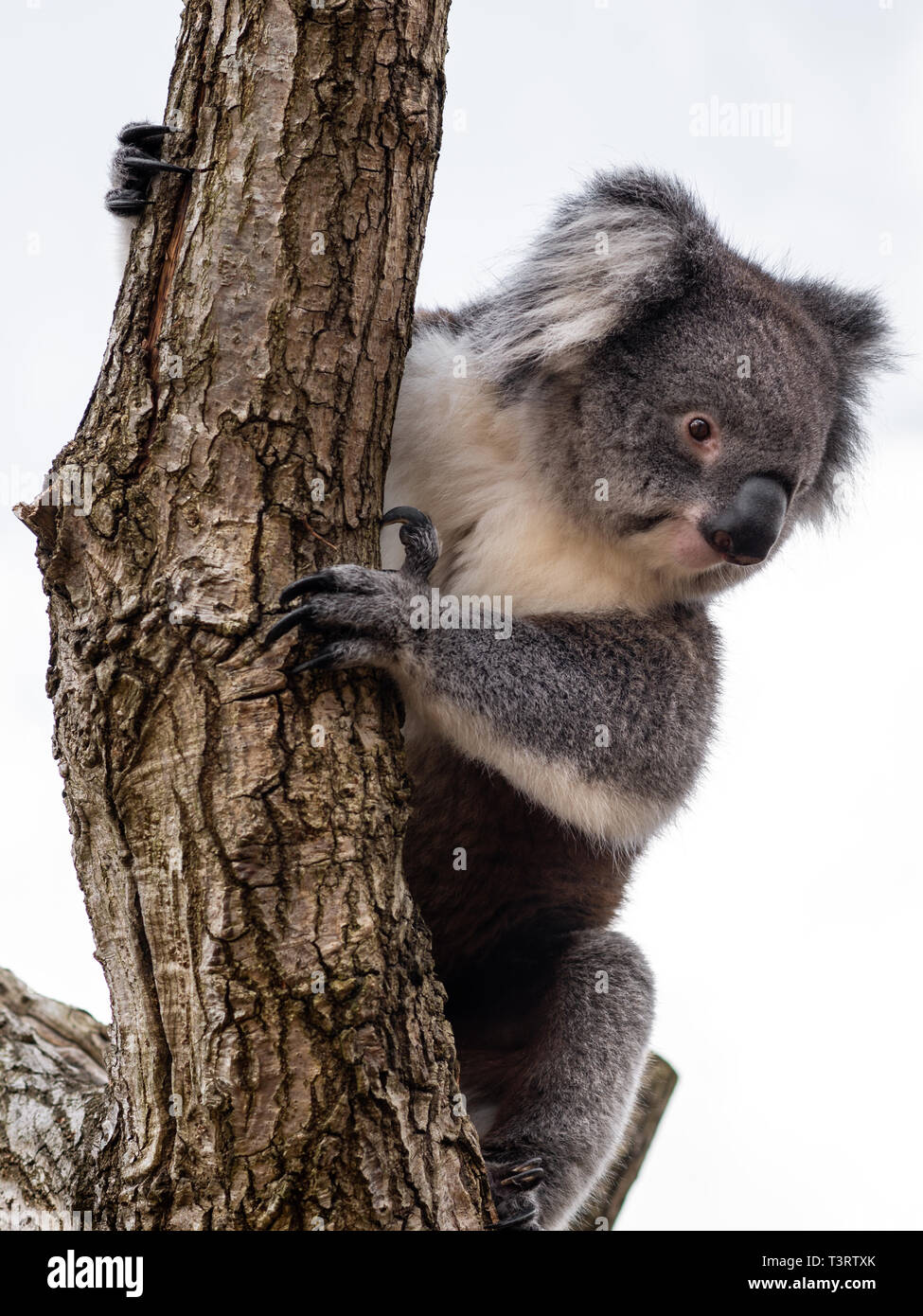 Koala climbing a tree Stock Photo - Alamy