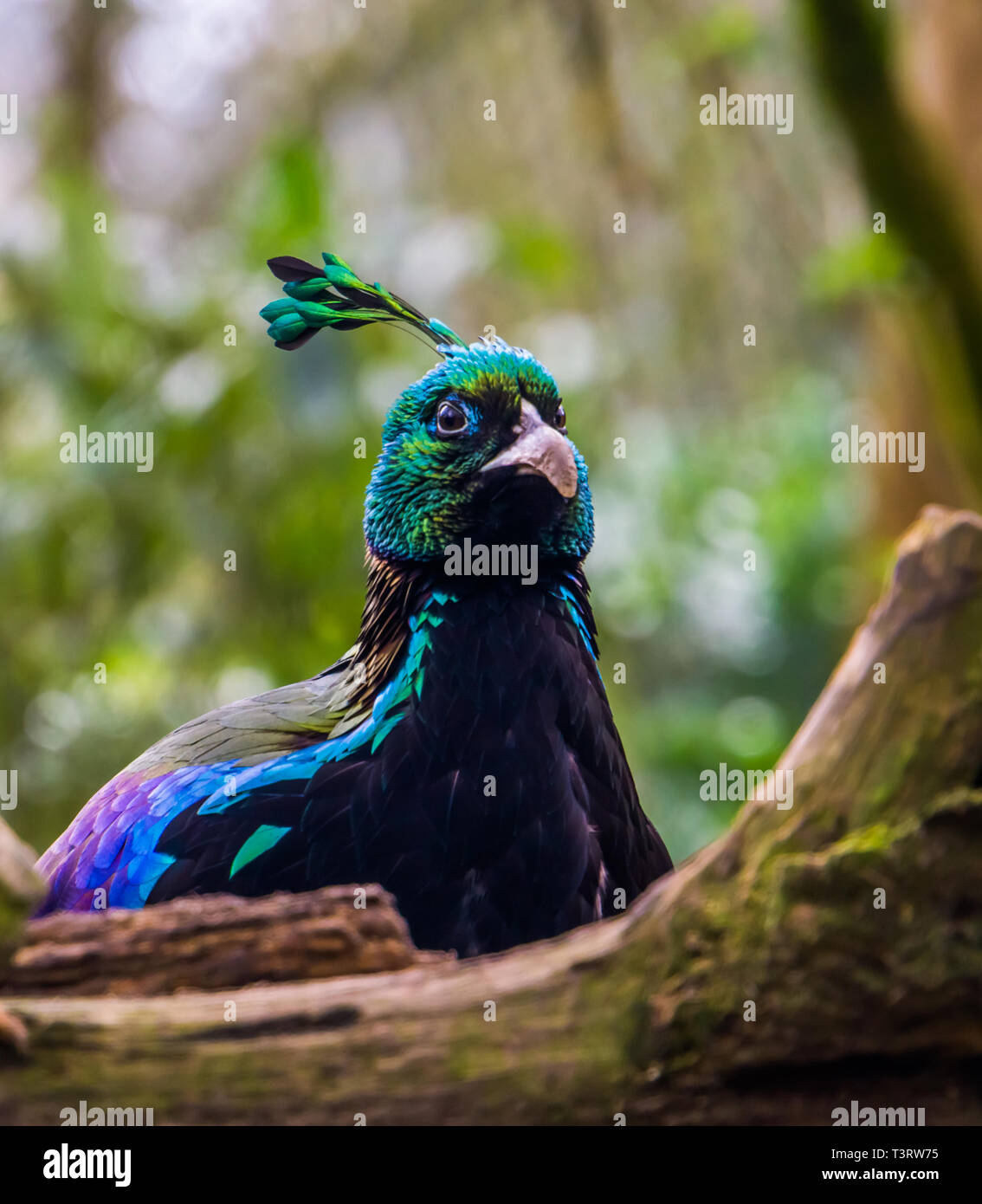Male himalayan monal hi-res stock photography and images - Alamy