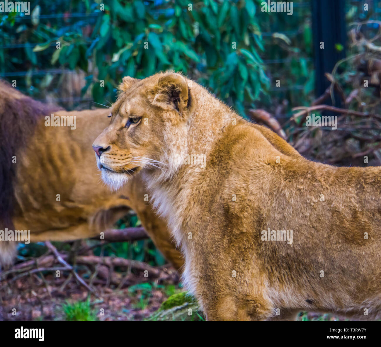 closeup of the upper body of a lioness, popular zoo animal from the ...