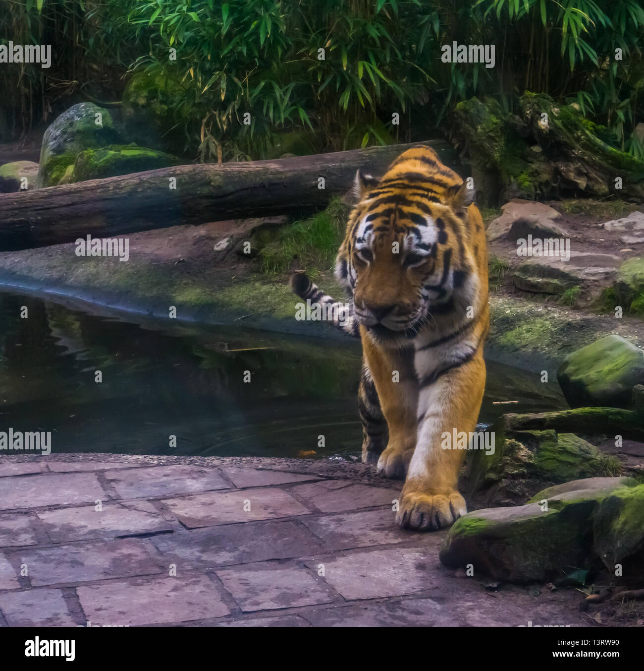 Tiger walking towards camera hi-res stock photography and images - Alamy