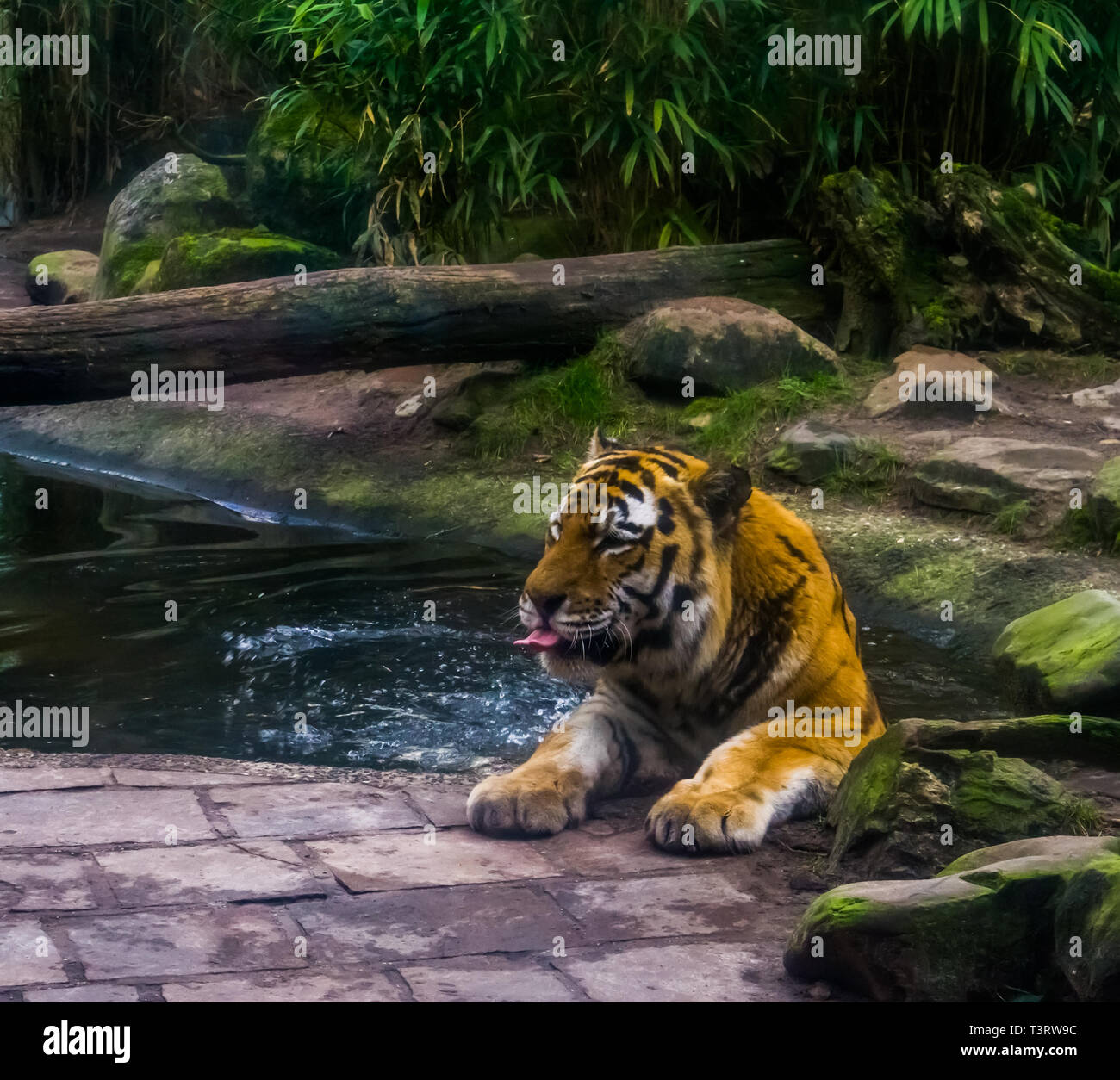 Tiger washing hi-res stock photography and images - Alamy