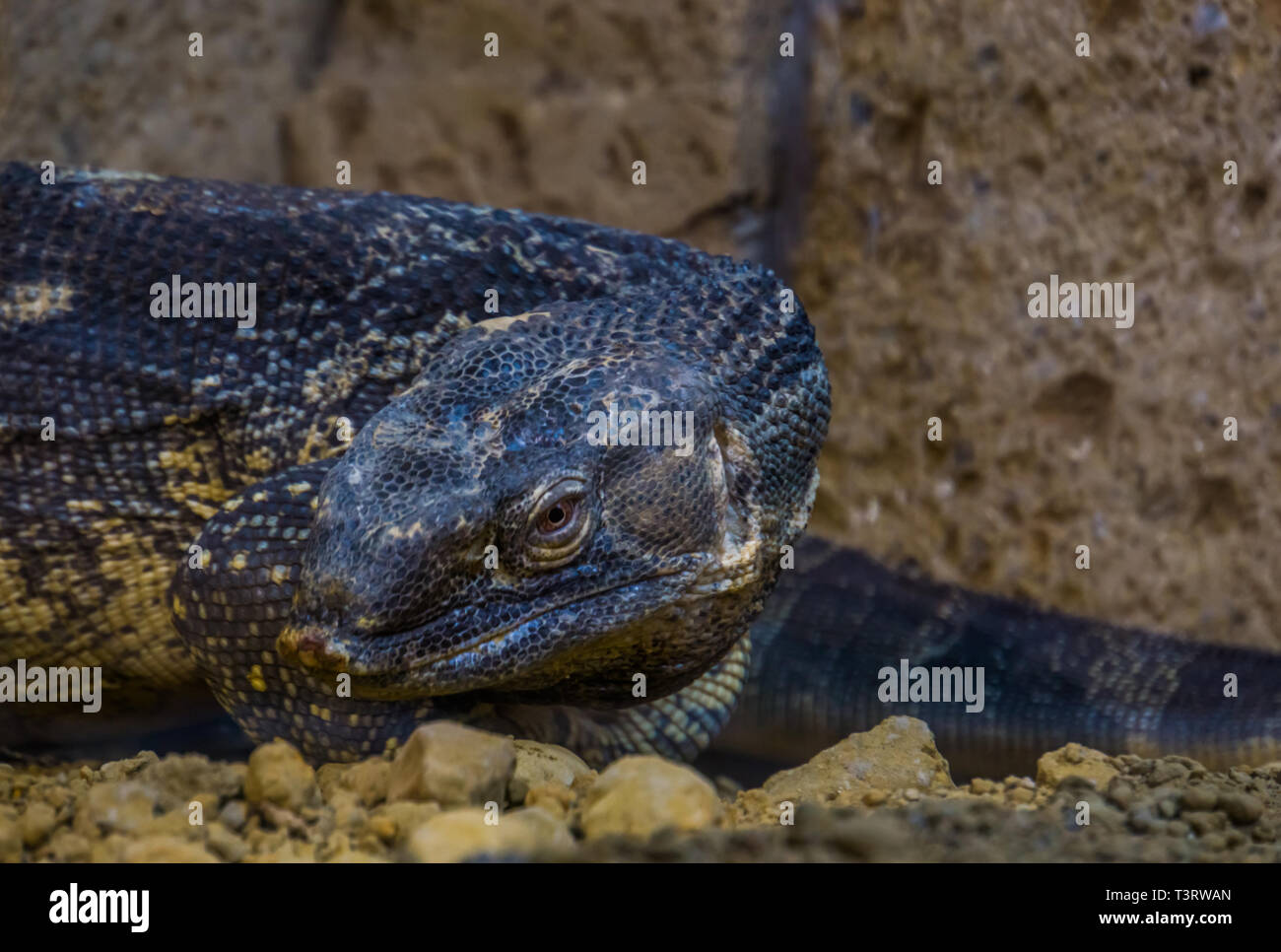 Savannah monitor lizards hi-res stock photography and images - Alamy