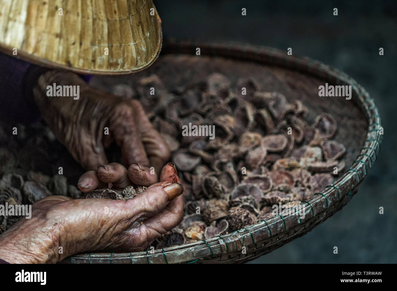 Sorting seeds hi-res stock photography and images - Alamy