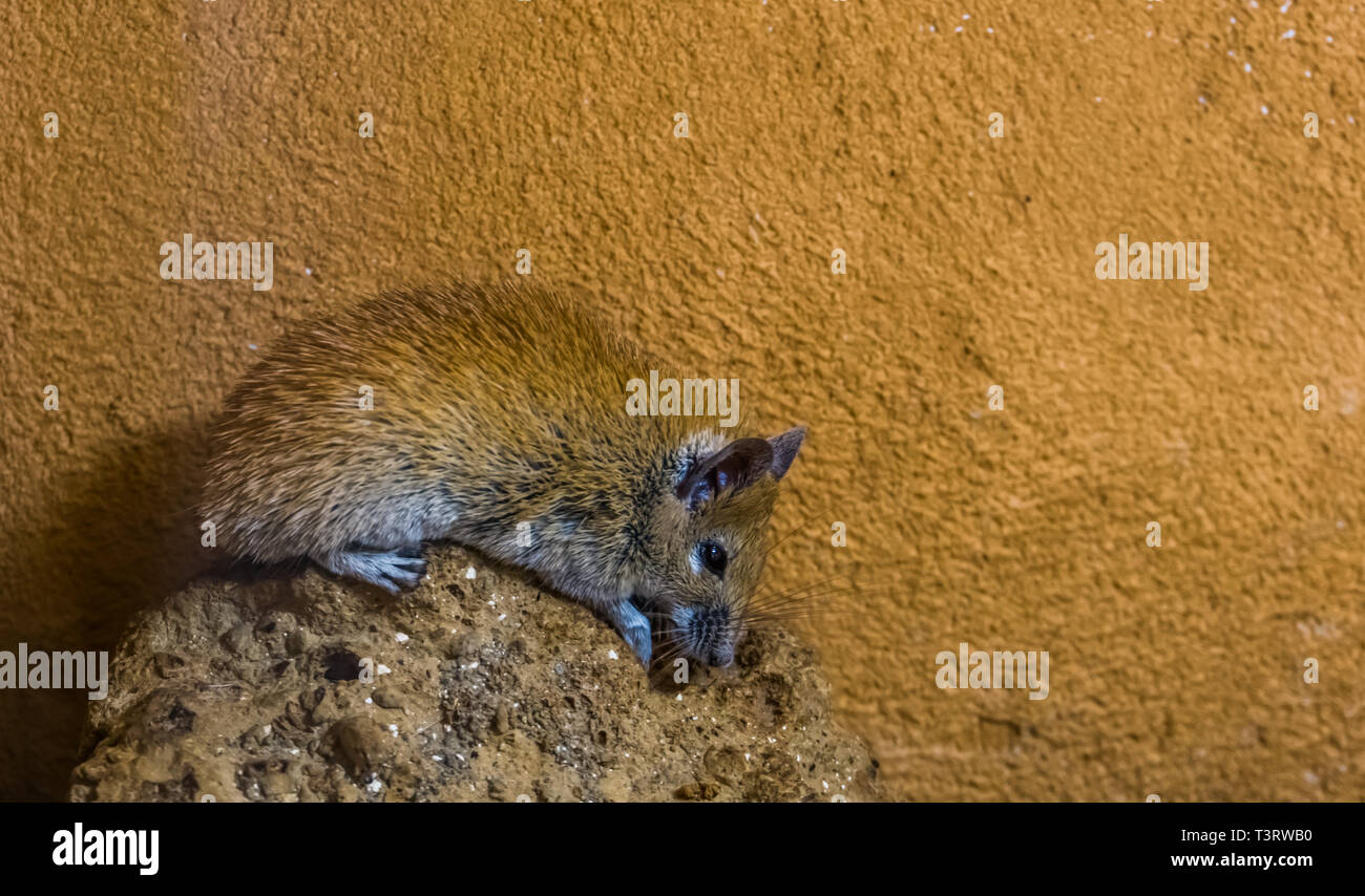 closeup of a cairo spiny mouse sitting on a rock, common rodent from ...